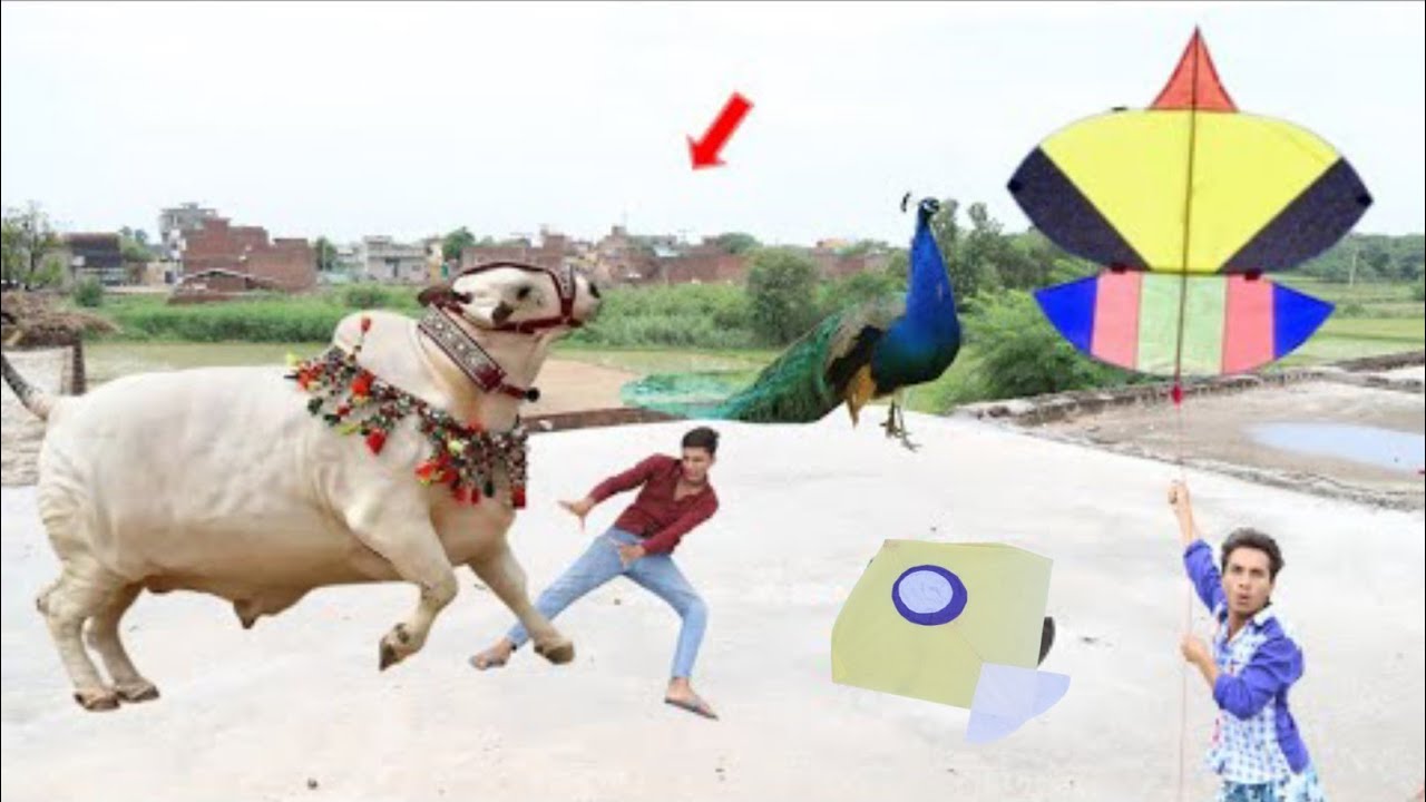 5 Kite Vs Baby Cow | Kite Fight With Challenge - YouTube