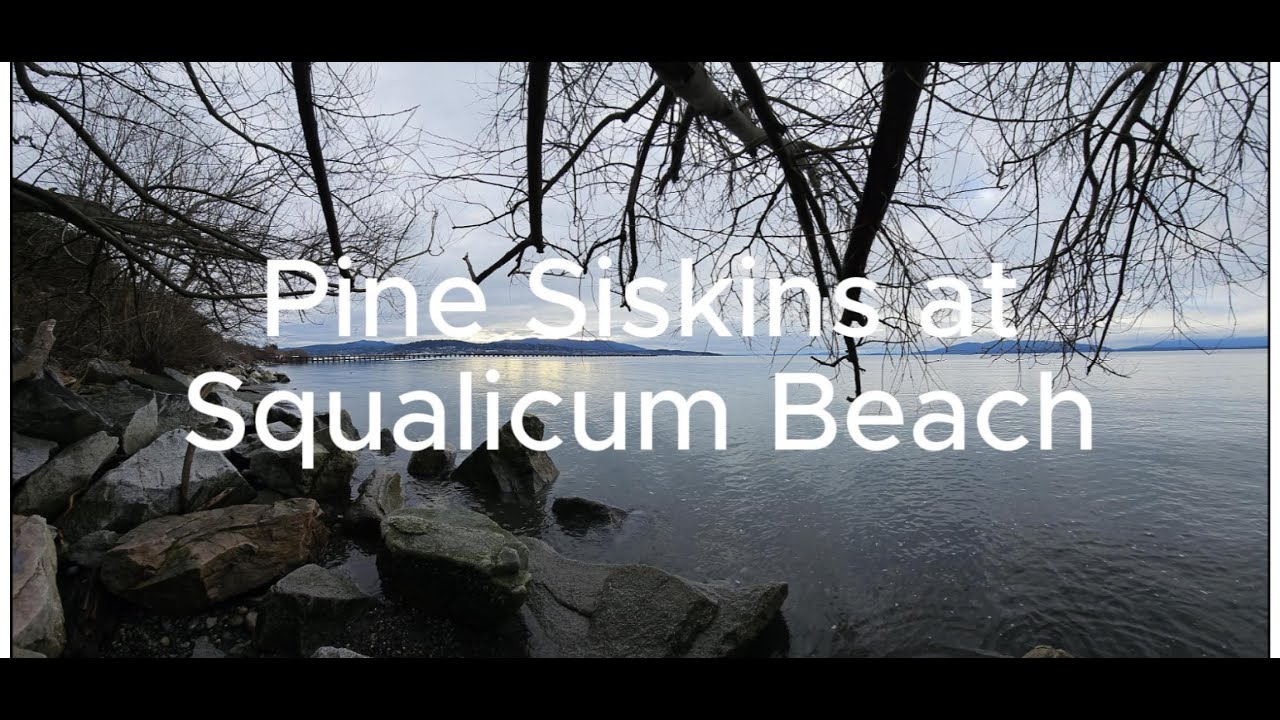 Pine Siskins at Squalicum Beach in Whatcom County, WA - YouTube