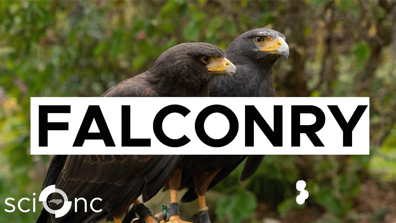 Modern Science in the Ancient Skill of Falconry - YouTube