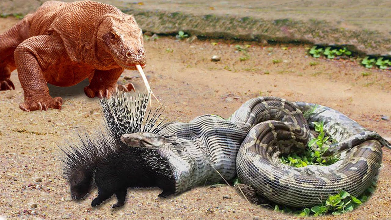 Porcupine Vs Snake
