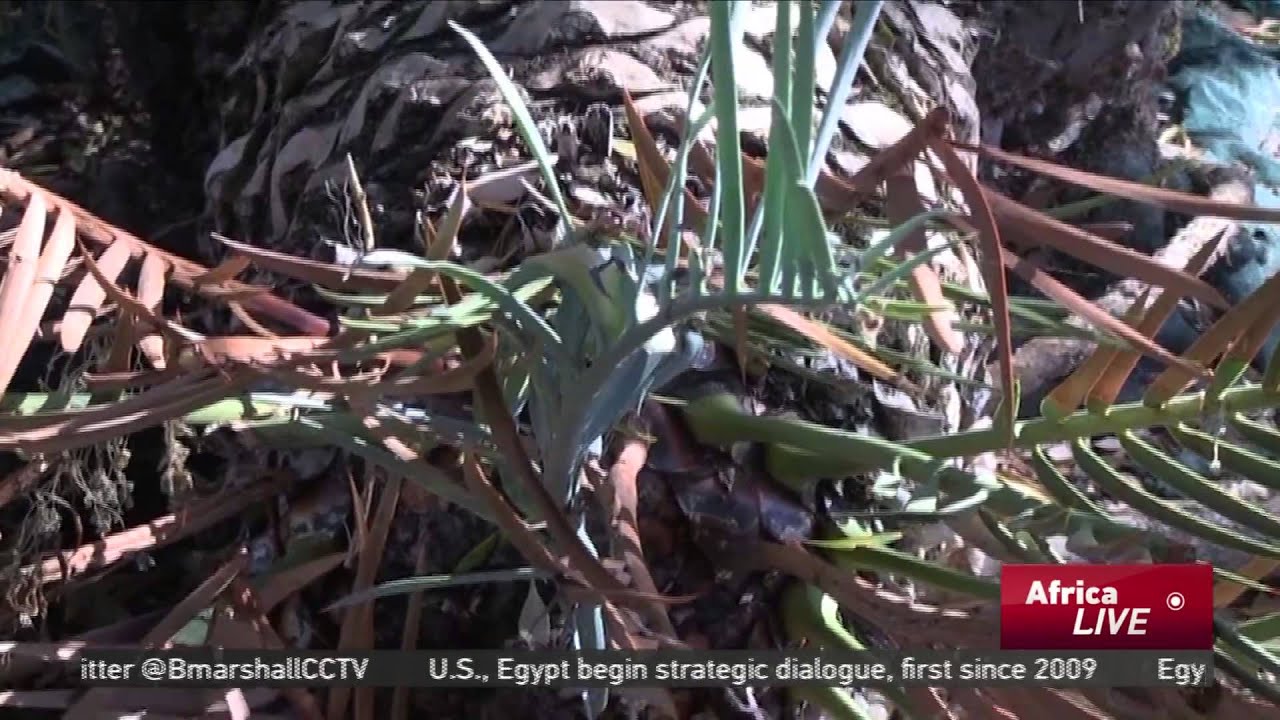 Scientists turn to technology to save SA's prehistoric seeds - YouTube