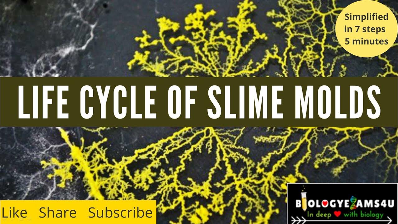 Plasmodial Slime mold Life Cycle in 4 minutes - YouTube