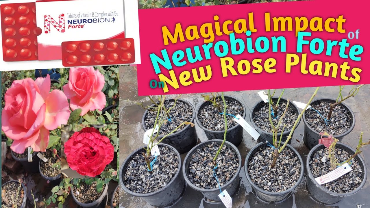 Neurobion Forte tablet on New Rose Plants Beauty of Roses - YouTube