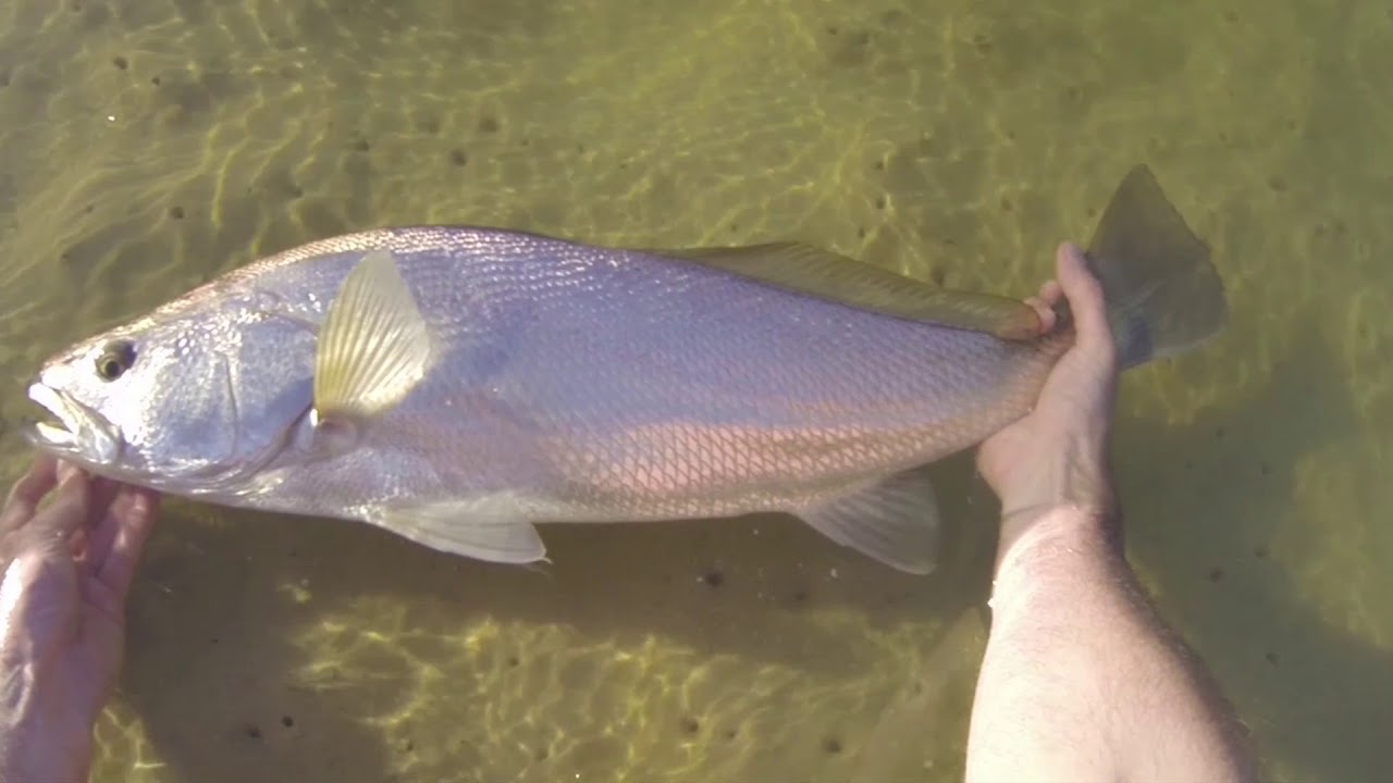 Fishing Big Kob & Skipjack on Light Tackle - Eastern Cape South Africa ...
