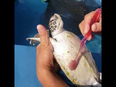 turtle cleaning - YouTube