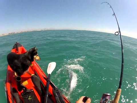 Kayak Fishing Off Timaru Coast - NZ - YouTube