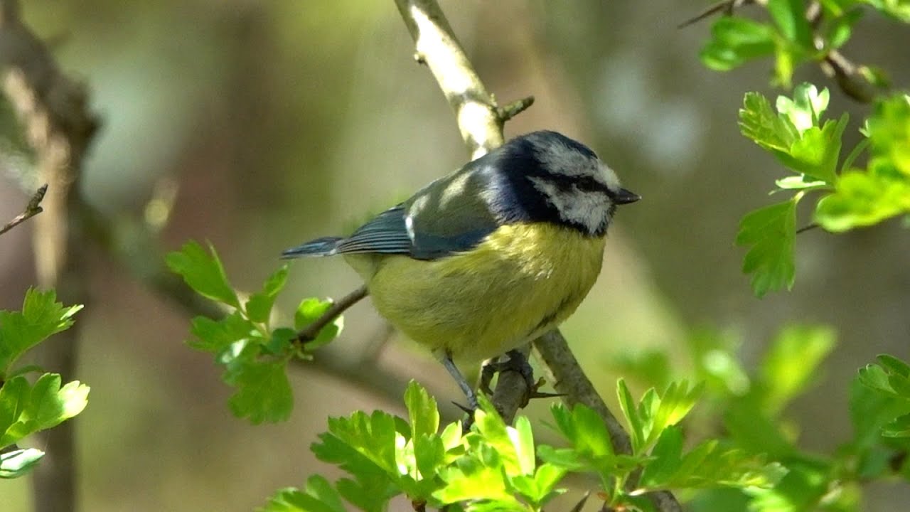 Galloway's Get Active Audio Described Walk - Withnell Nature Reserve ...