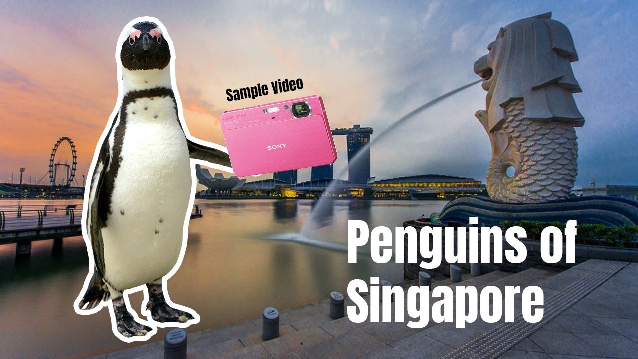 Sony Cybershot DSC T700 Sample Video - Singapore Penguins
