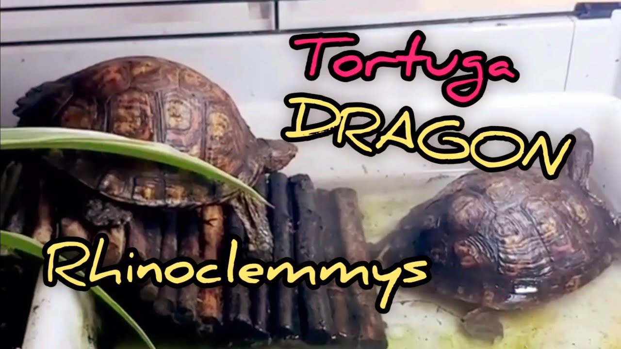 tortuga dragon alimentación cuidados rhinoclemmys manni & incisa - YouTube