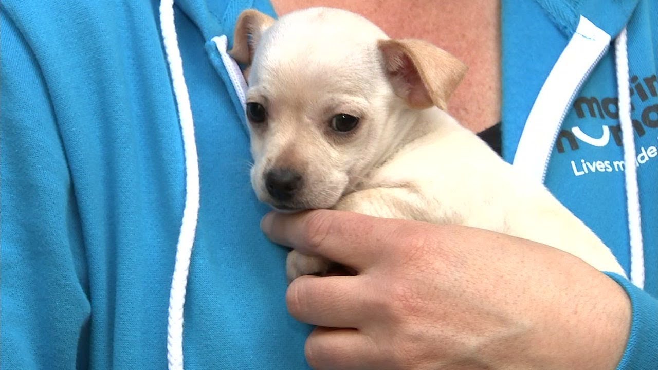 VIDEO: Marine Humane Society at ABC7 - YouTube