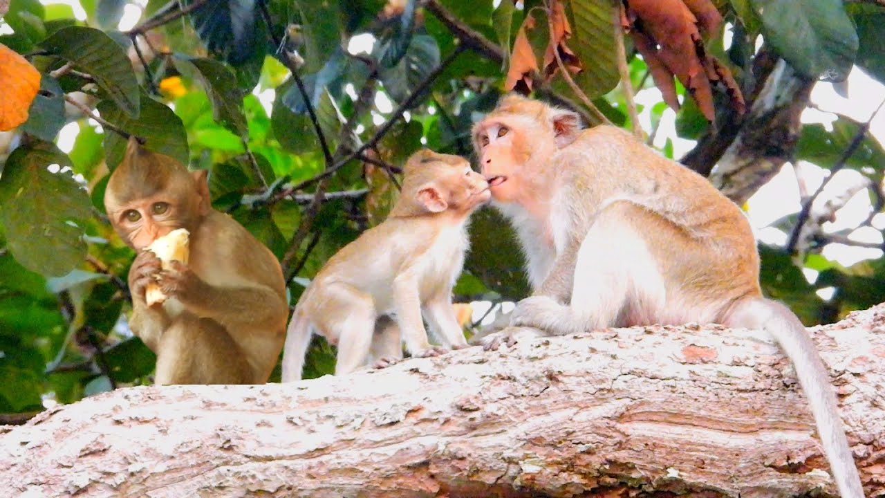 Baby monkey is eating bananas and corn and climbing a tree happily ...