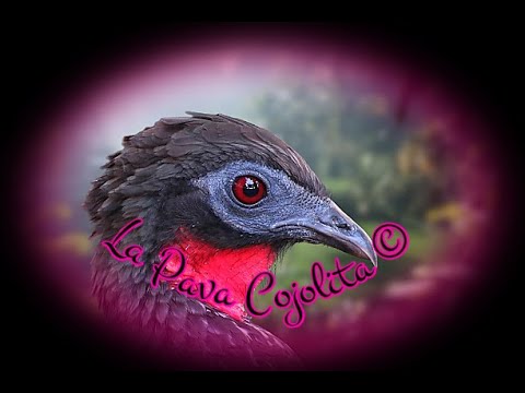 🕊️ Canto de la Pava Cojolita 🕊️ - YouTube
