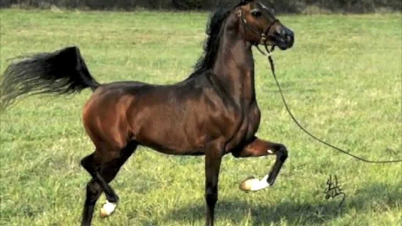 caballos extranjeros (julian bravo) - YouTube