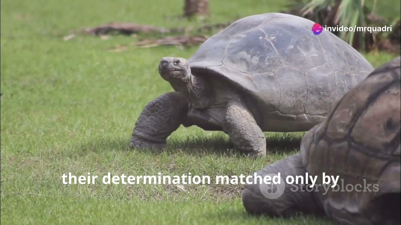 Chronicle Of the Fastest Tortoise - YouTube