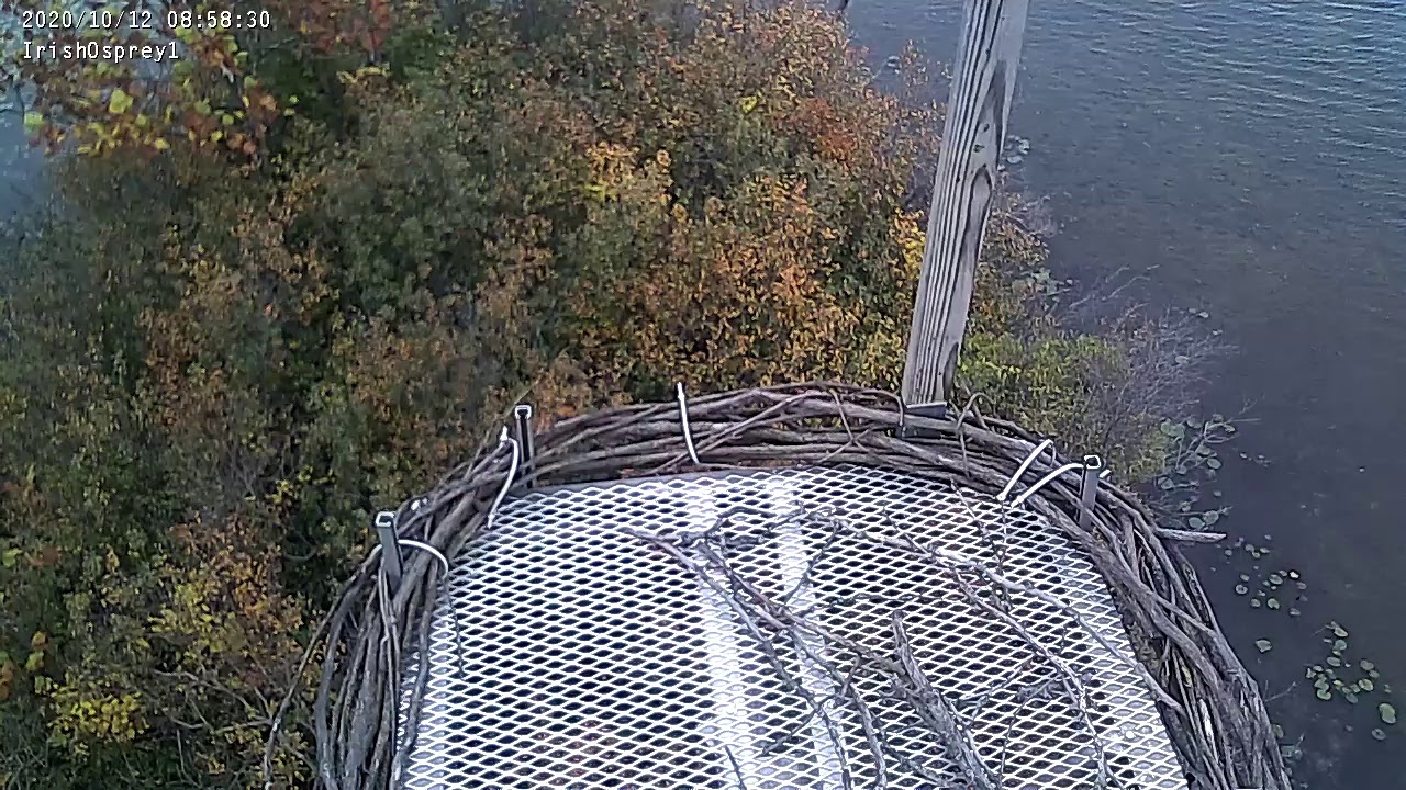 Irish Lake Indiana Osprey Cam Live Stream - YouTube
