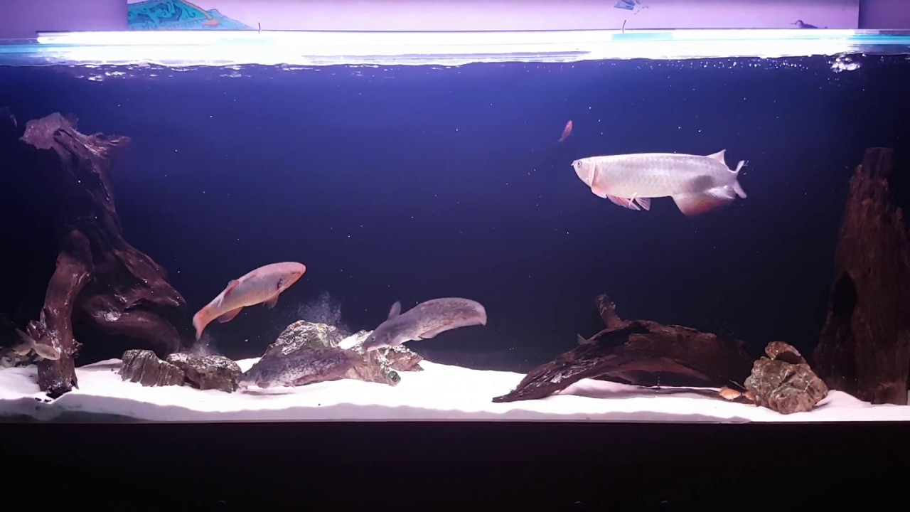 Feeding my saratoga feeder fish - YouTube