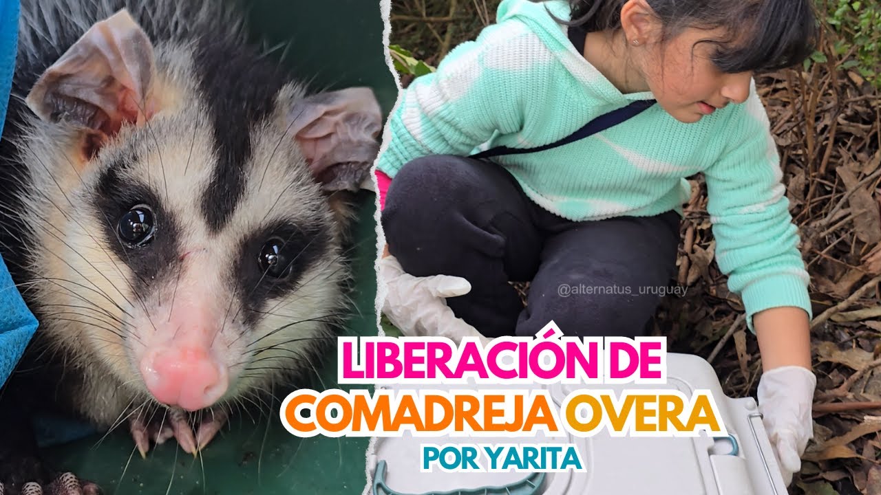 Liberación de comadreja overa a cargo de Yarita | Didelphis albiventris ...