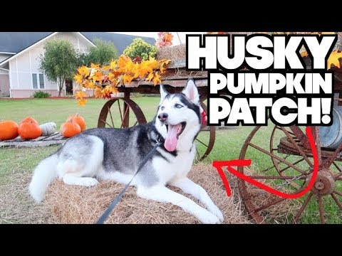 2 Siberian Huskies Visit A Pumpkin Patch For Halloween! - YouTube