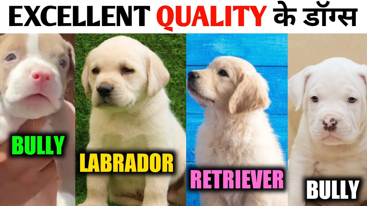Lilac American bully || Best quality labrador || golden retriever ...