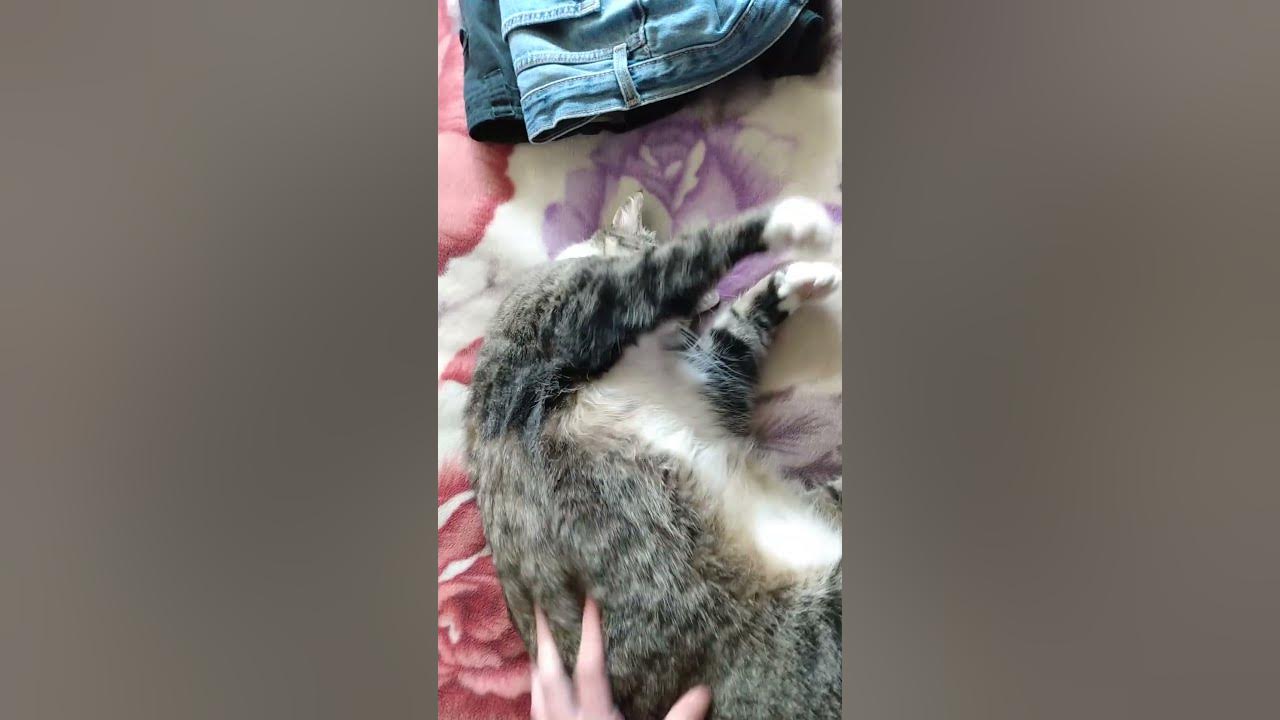 tabby_cat_Theo.mp4 - YouTube