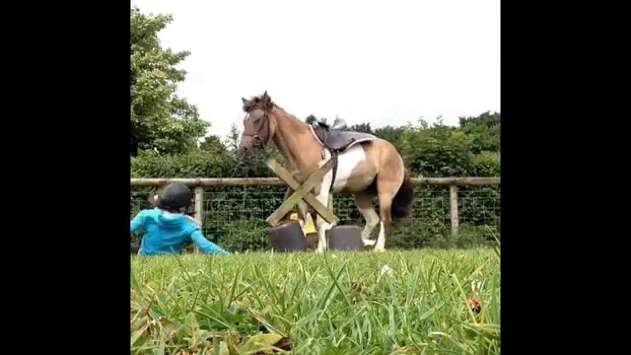 Small pony big jump fail! - YouTube