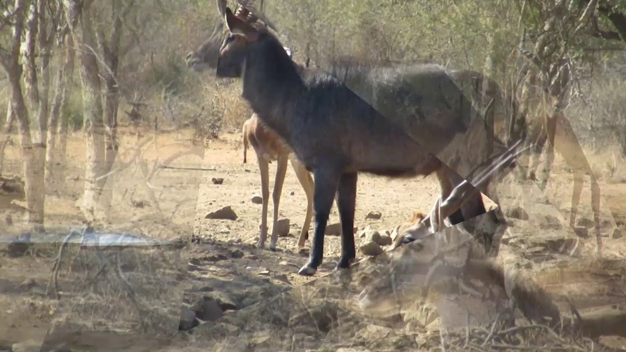 Waterbuck taken with Ramcat Broadhead and Obsession Bow w/Gene - YouTube