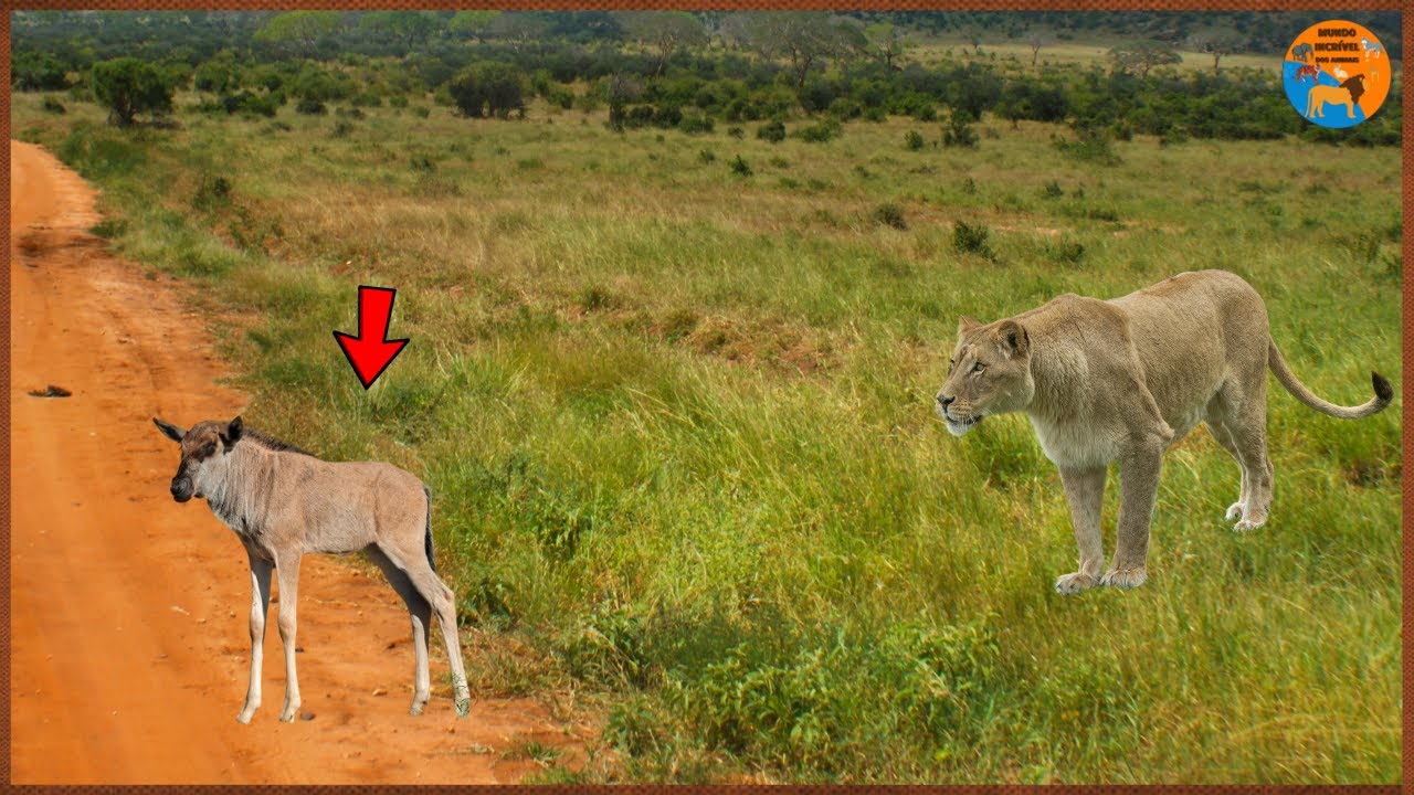 LEÃO ENCONTRA FILHOTE DE GNU E ALGO CURIOSO ACONTECEU! - YouTube