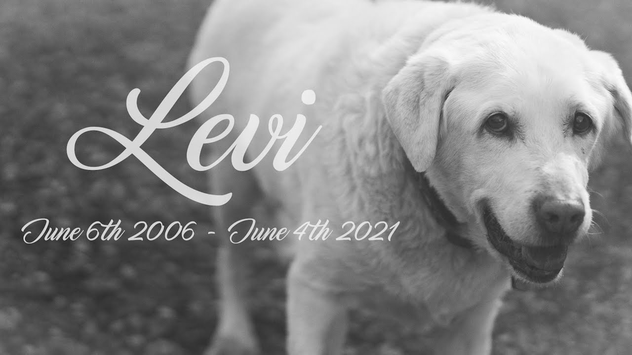 Levi the dog memorial - YouTube