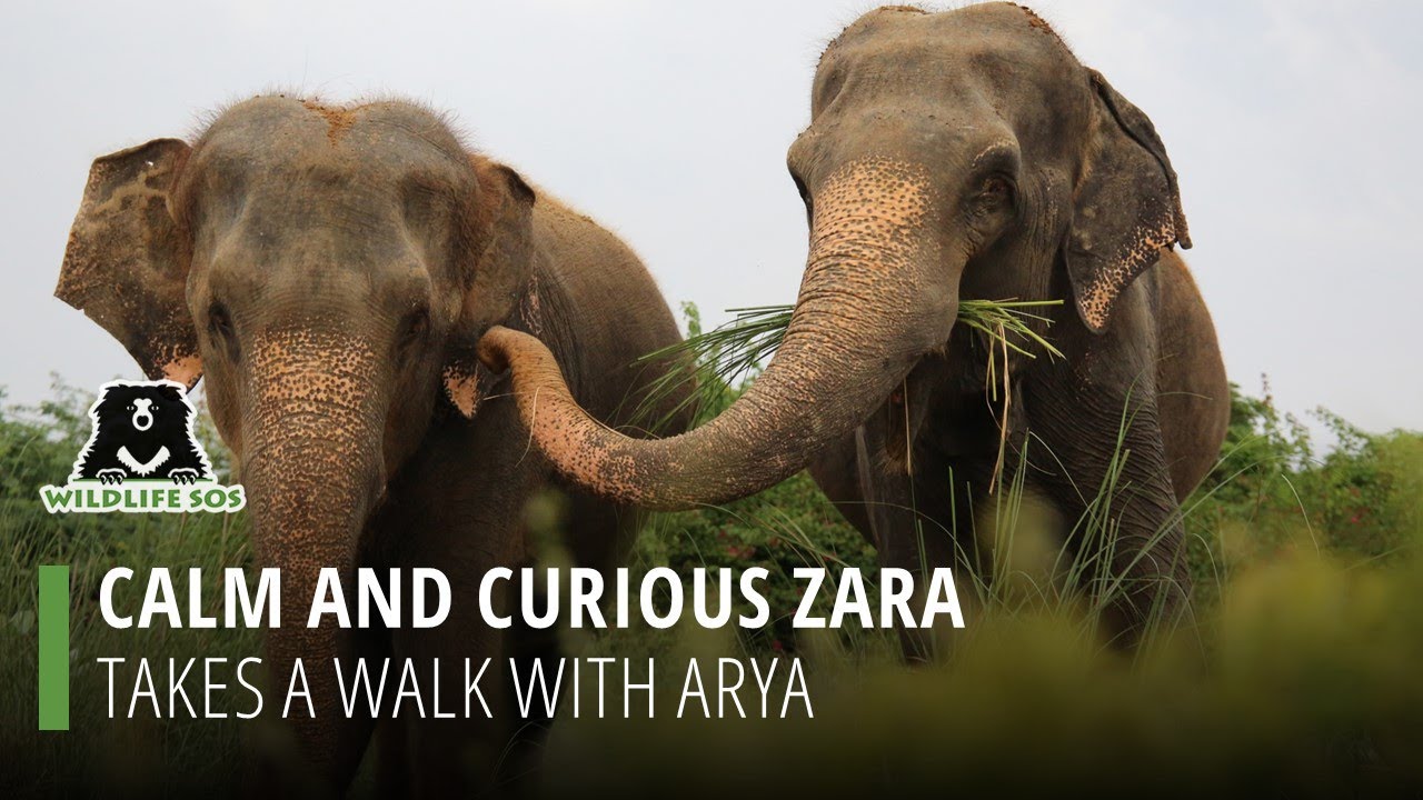 Calm and Curious Zara Takes a Walk with Companion, Arya - YouTube