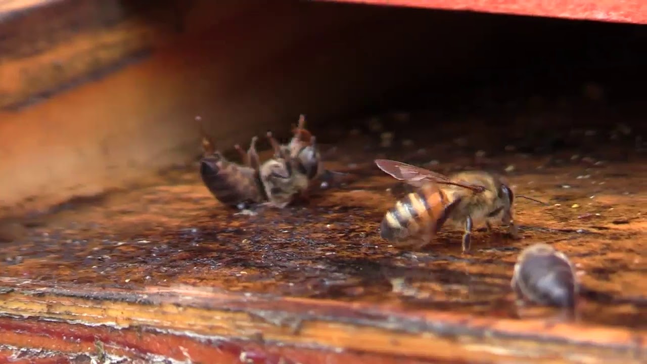 Worker bee cleaning up - YouTube