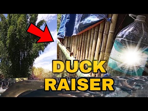 ITIK PINAS FARMING HOBBY & LUCRATIVE BUSINESS - YouTube