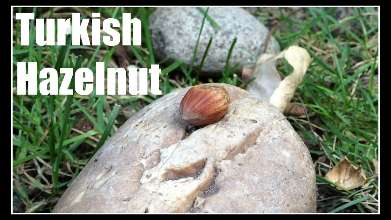 Hazelnut Trees In Turkey