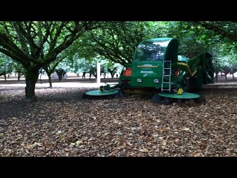 Monchiero 20125 Hazelnut Harvester in action Albany, Oregon - YouTube