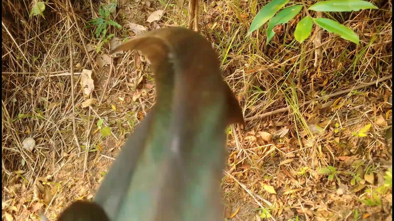 Dib qaib qus lom zem tiag li ...2021 - YouTube