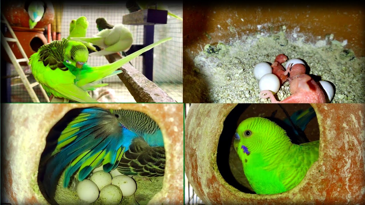 Budgies Breeding | Budgies breeding progress | Budgies breeding setup ...