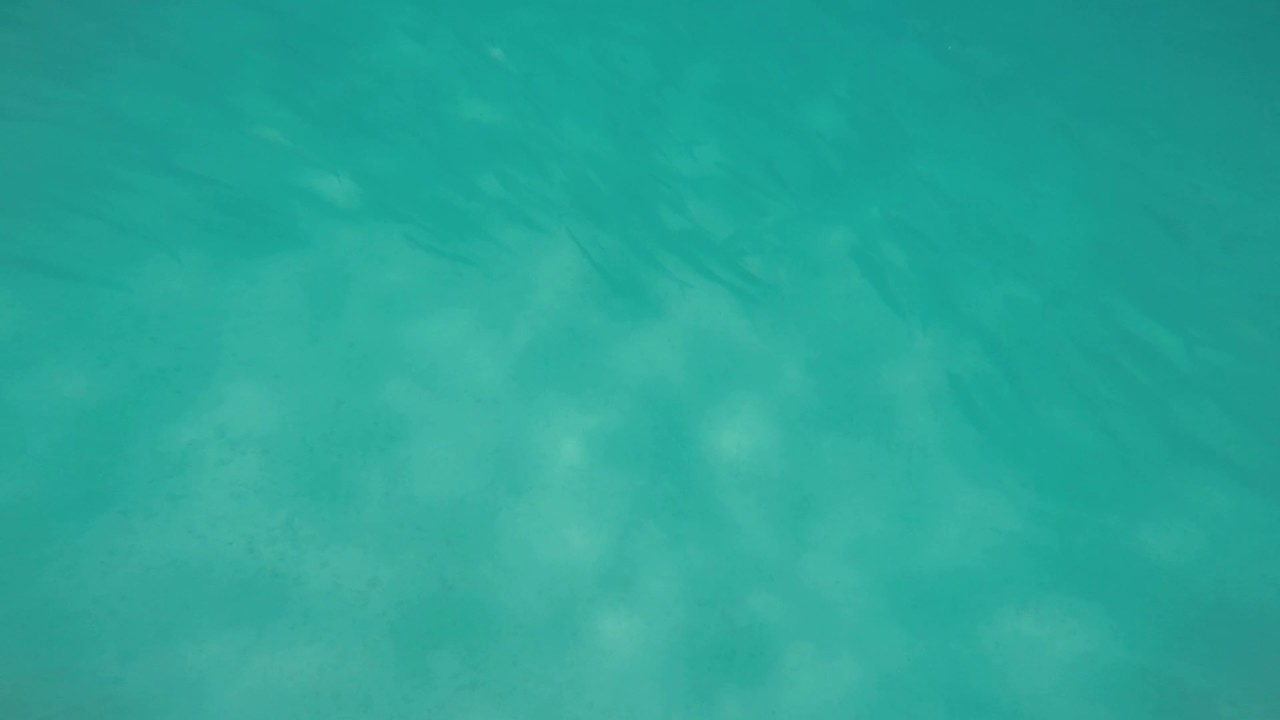 1000 Bonefish in Aitutaki lagoon Cook Islands - YouTube