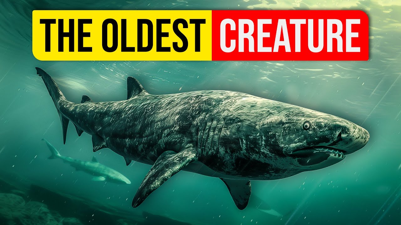 How the Greenland Shark lives up to 500 years... - YouTube
