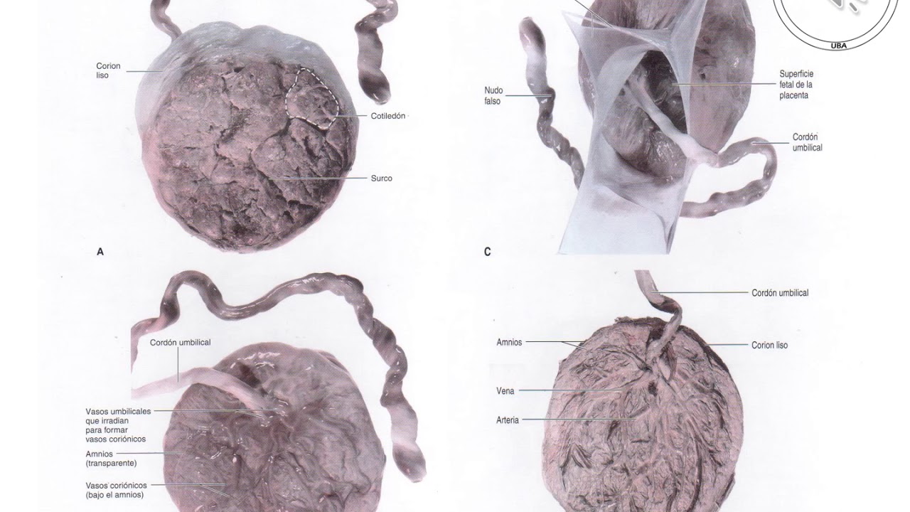 TP 3 Placenta - YouTube