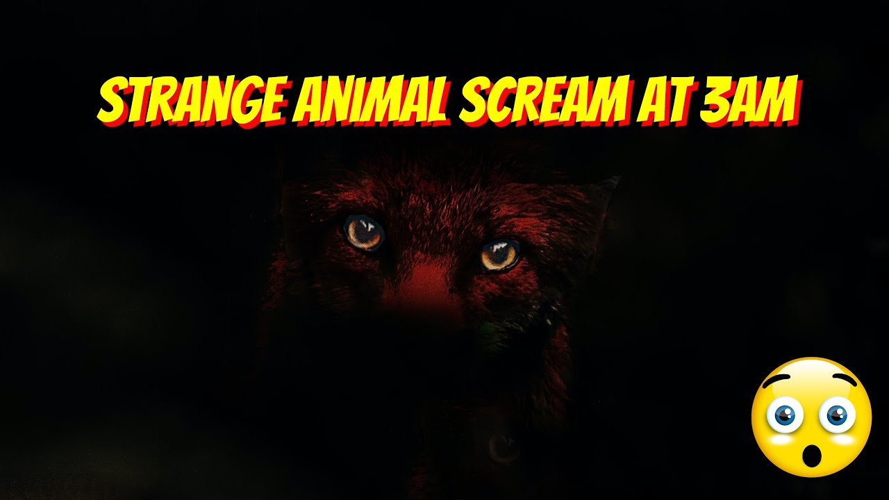 Scary SCREAM at night outside my house! - YouTube