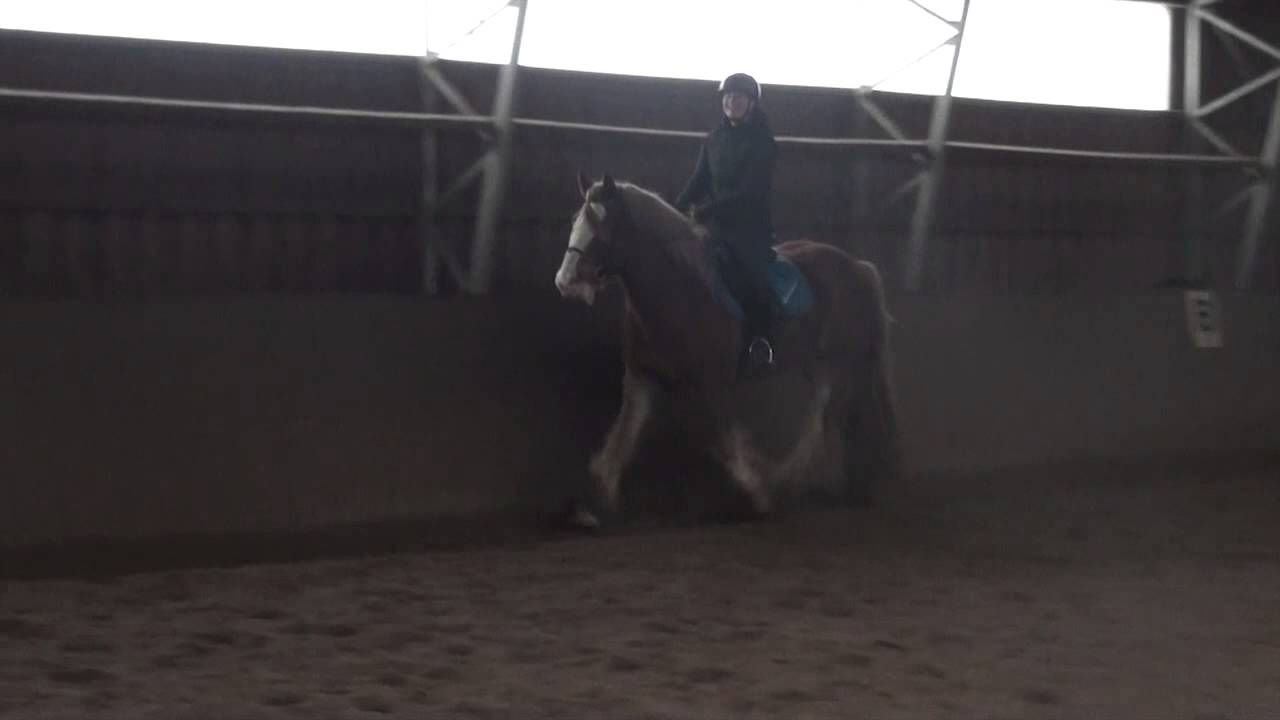 2 1/2 year Irish Cob Pepe in training - YouTube