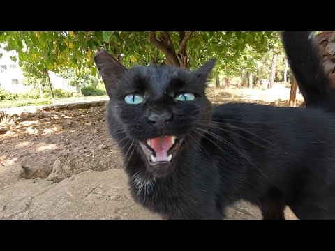 Black cat wants to tell me something with its cutest meows - YouTube