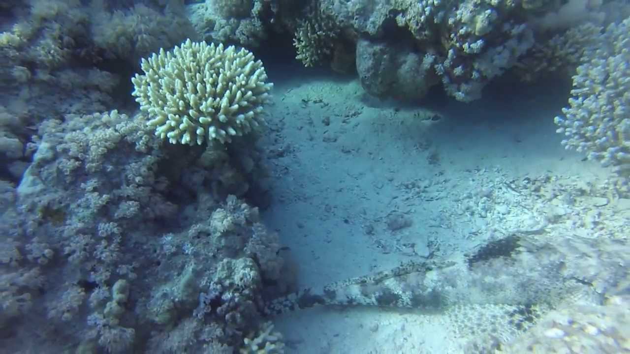 Croc fish. - YouTube