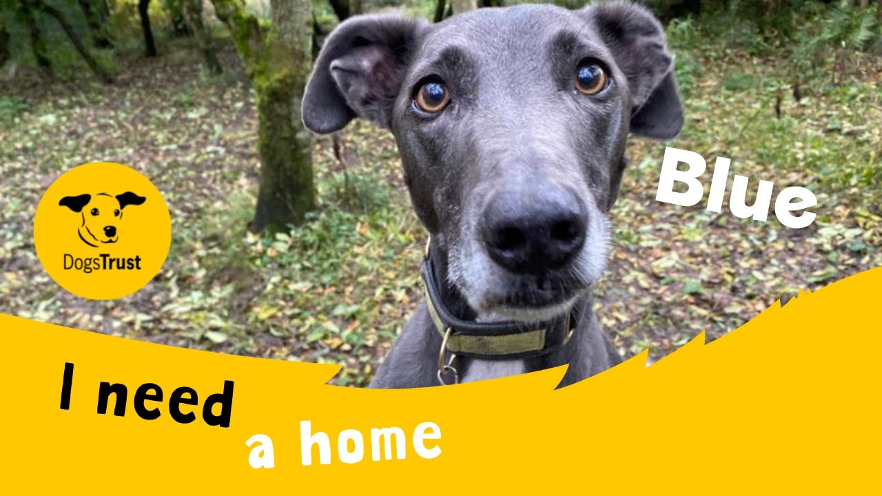 Blue the lovely Lurcher | Dogs Trust West Calder - YouTube