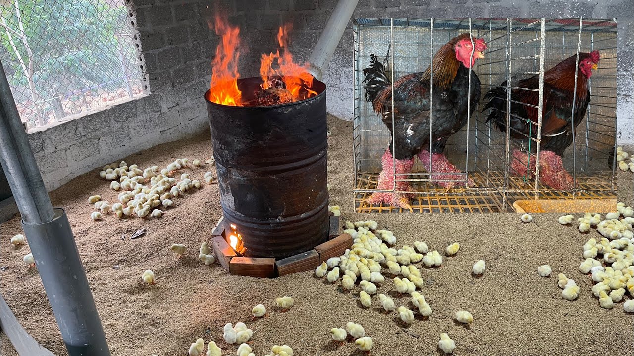 How to raise 500 newly hatched DONG TAO chickens, Daily work on the ...