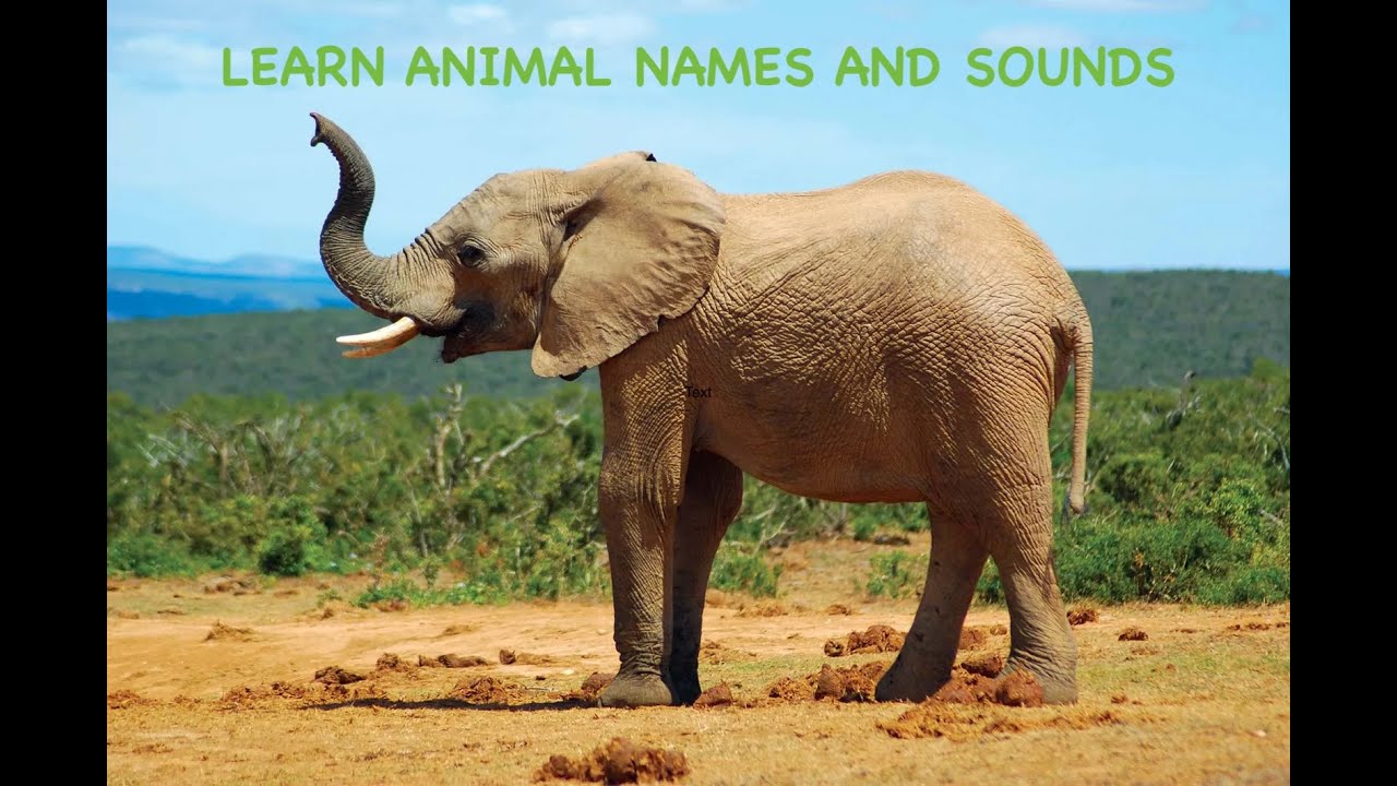 Learn animal names and sounds for children - Nursery digital learning ...