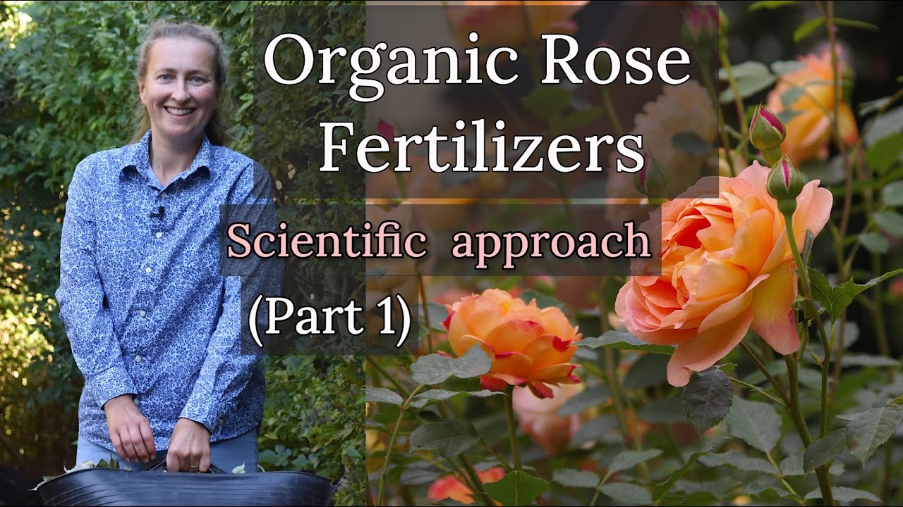 The Scientific Way to Grow Roses Organically. Part 1 of 2 - YouTube