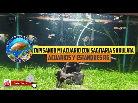 Tapisando mi Acuario con *SAGITARIA SUBULATA* De vuelta subiendo videos ...