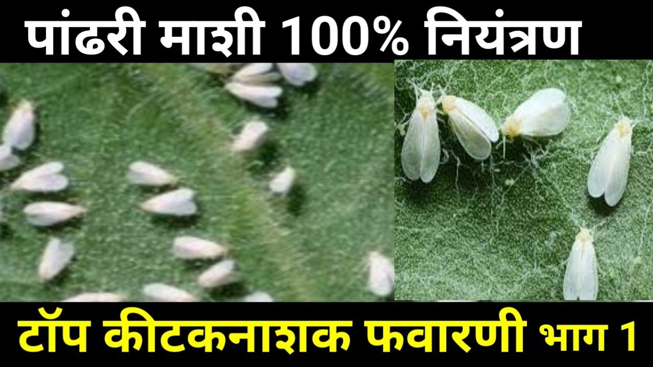 वांगी पांढरी माशी नियंत्रण | pandhari mashi niyantrn | whitefly control ...