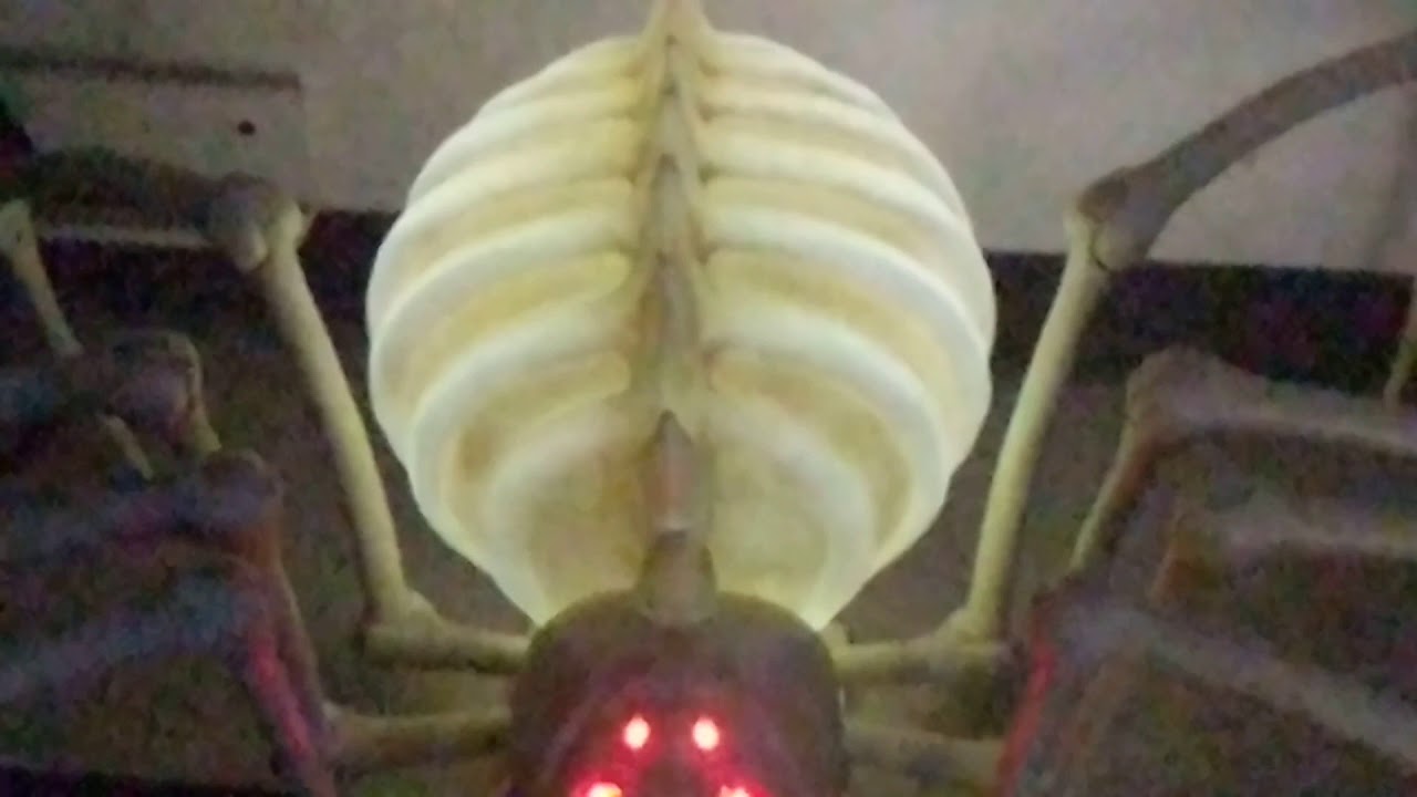 Pan Asian Creations Shaking Skeleton Spider - YouTube
