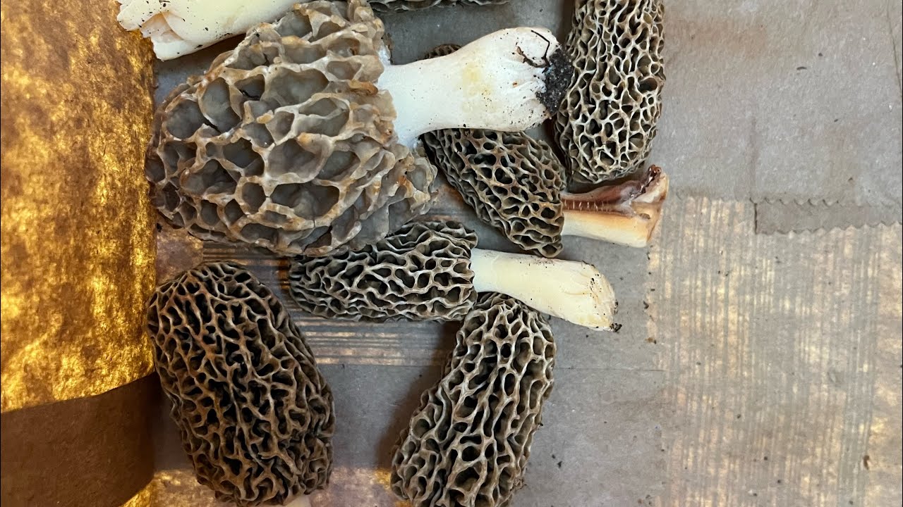 Checking out our morel spot from last year, Nordic Trail - YouTube